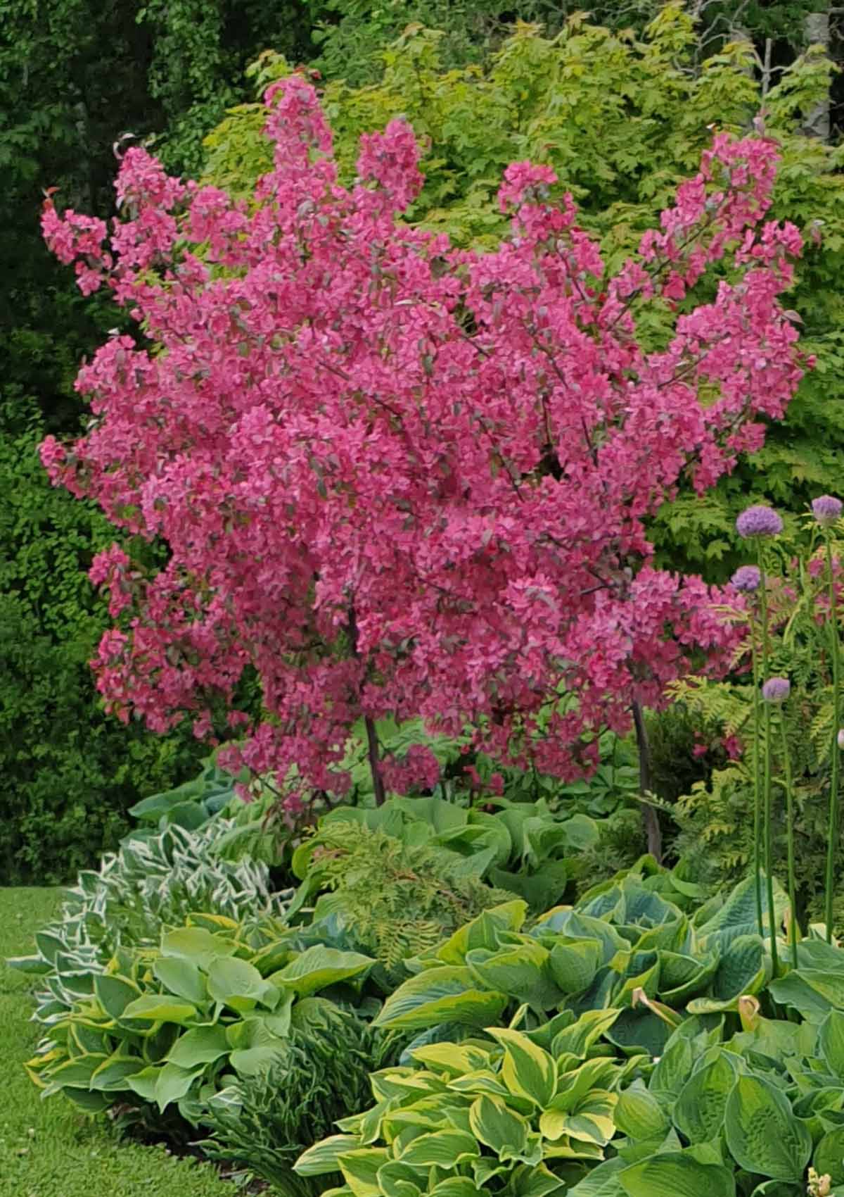 Iluõu­na­puu Keh­ras sün­di­nud õpe­ta­ja AUGUST VAGA auks - Sõnumitooja